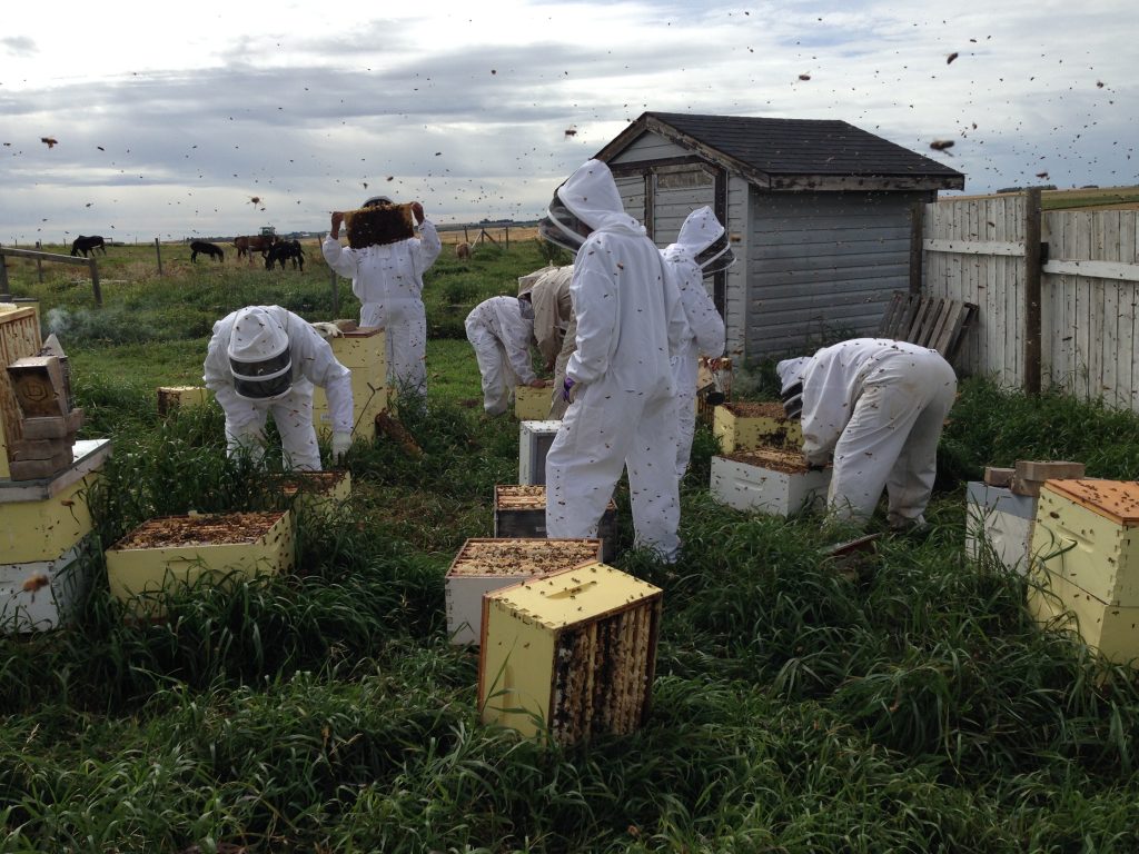 Eliese Watson: Inclusivity and Room to Grow in Beekeeping – Radicalize ...
