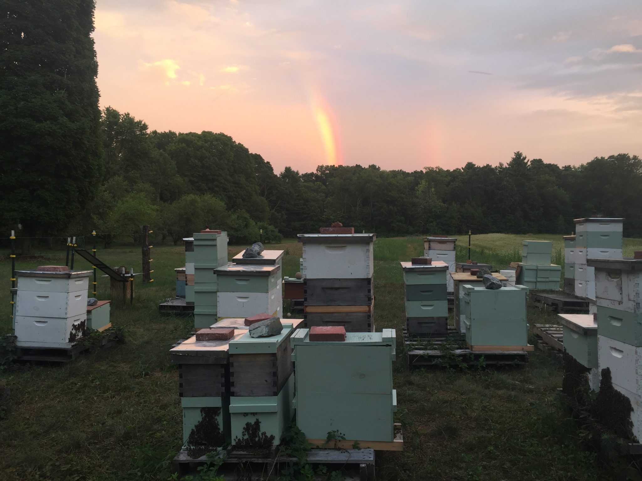Apiary Action Plan – Radicalize the Hive