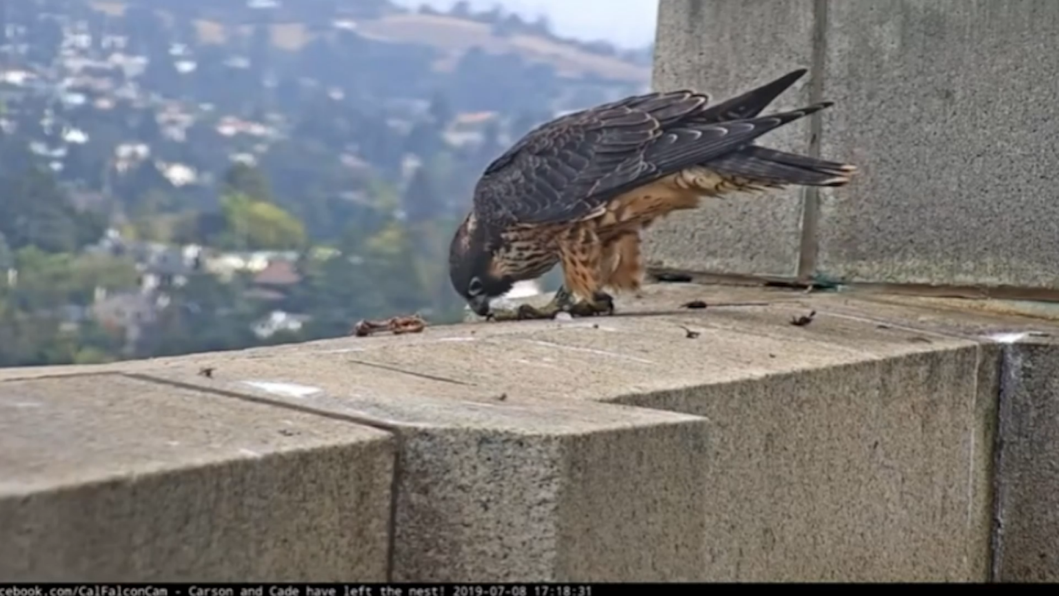 Five Senses – The UMass Amherst Libraries Falcon Curriculum: An Open ...