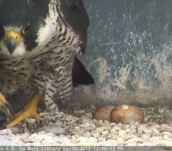 Life Cycle – The UMass Amherst Libraries Falcon Curriculum: An Open ...