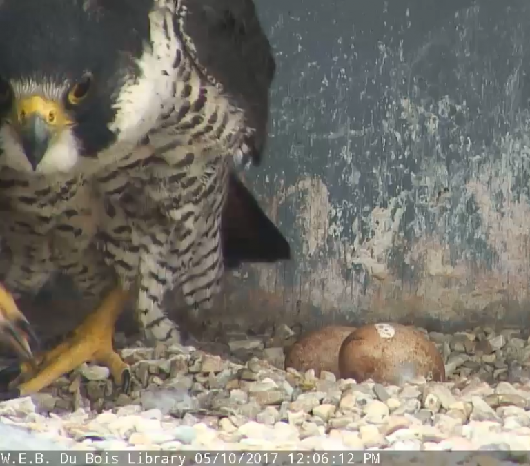 Life Cycle – The UMass Amherst Libraries Falcon Curriculum: An Open ...