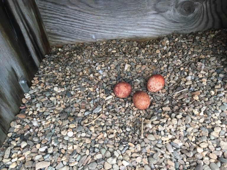 Life Cycle – The UMass Amherst Libraries Falcon Curriculum: An Open ...