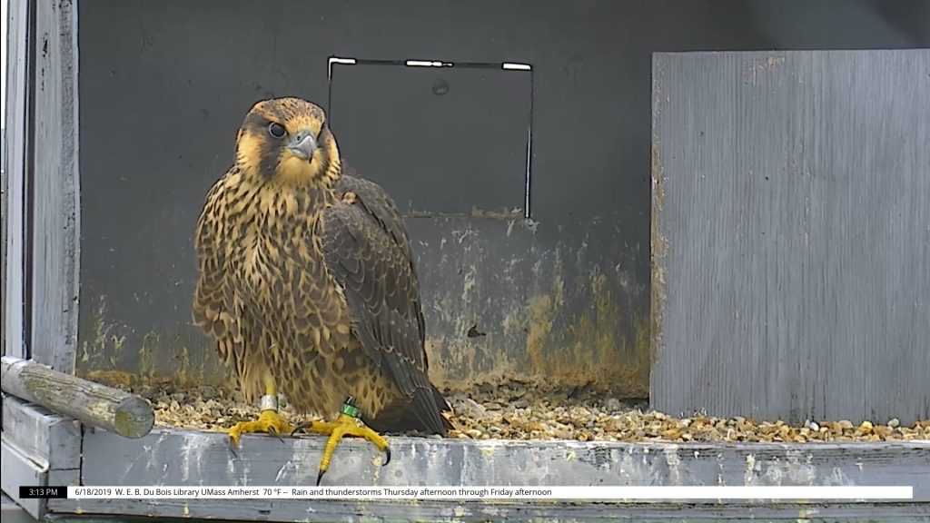 Appearance – The UMass Amherst Libraries Falcon Curriculum: An Open ...