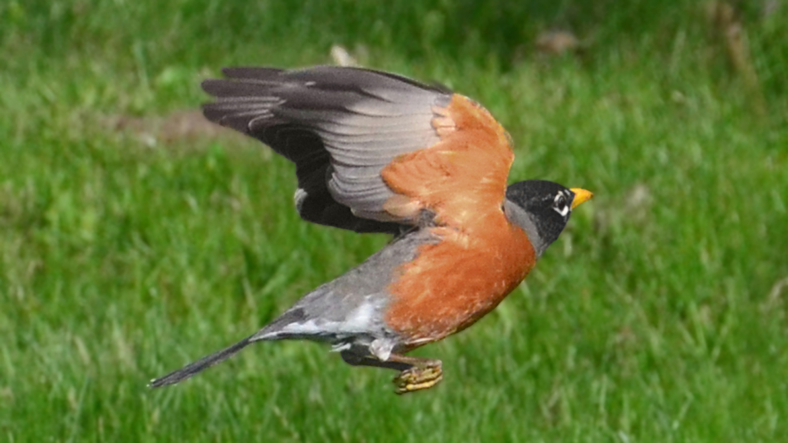 Flight – The UMass Amherst Libraries Falcon Curriculum: An Open, Common ...