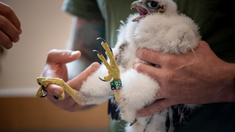 Life Cycle – The UMass Amherst Libraries Falcon Curriculum: An Open ...