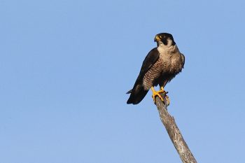 Peregrine Falcon Subspecies – The UMass Amherst Libraries Falcon ...