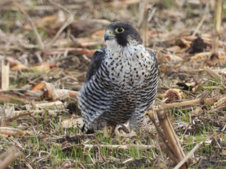 Peregrine Falcon Subspecies – The UMass Amherst Libraries Falcon ...