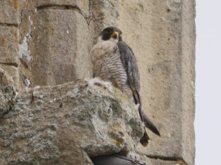 Peregrine Falcon Subspecies – The UMass Amherst Libraries Falcon ...