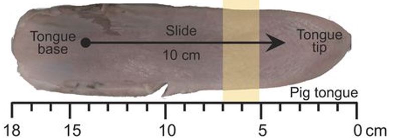 Dataset 3: How does your brain know you are eating a fatty food ...